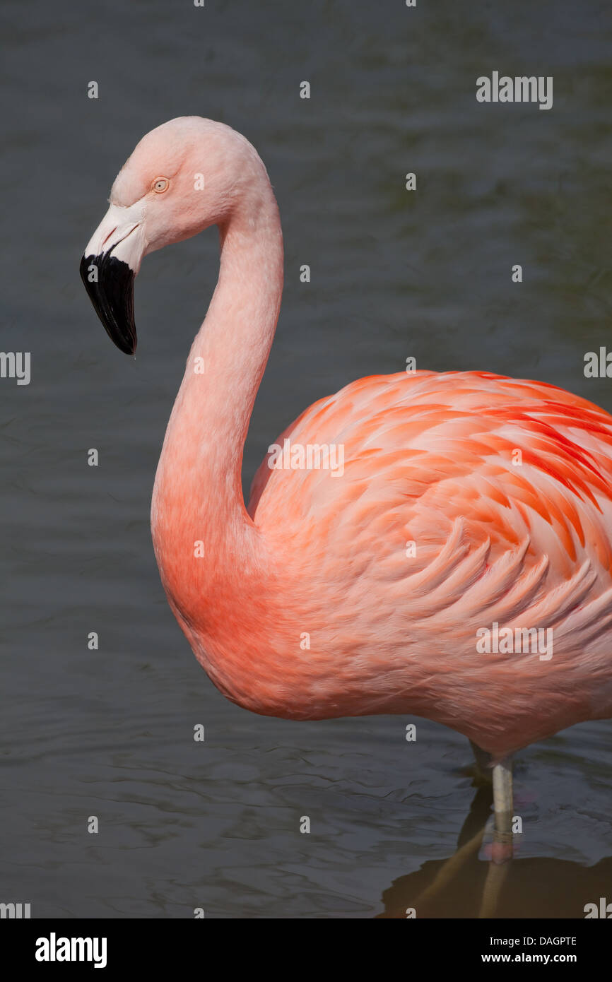 Real Yellow Flamingos