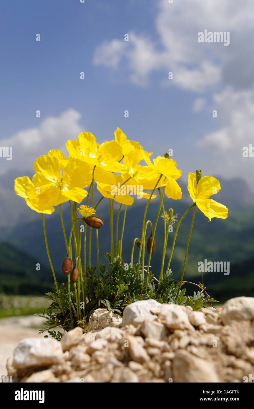 Rhaeticum Poppy (Papaver rhaeticum), blooming, Italy, South Tyrol Stock ...