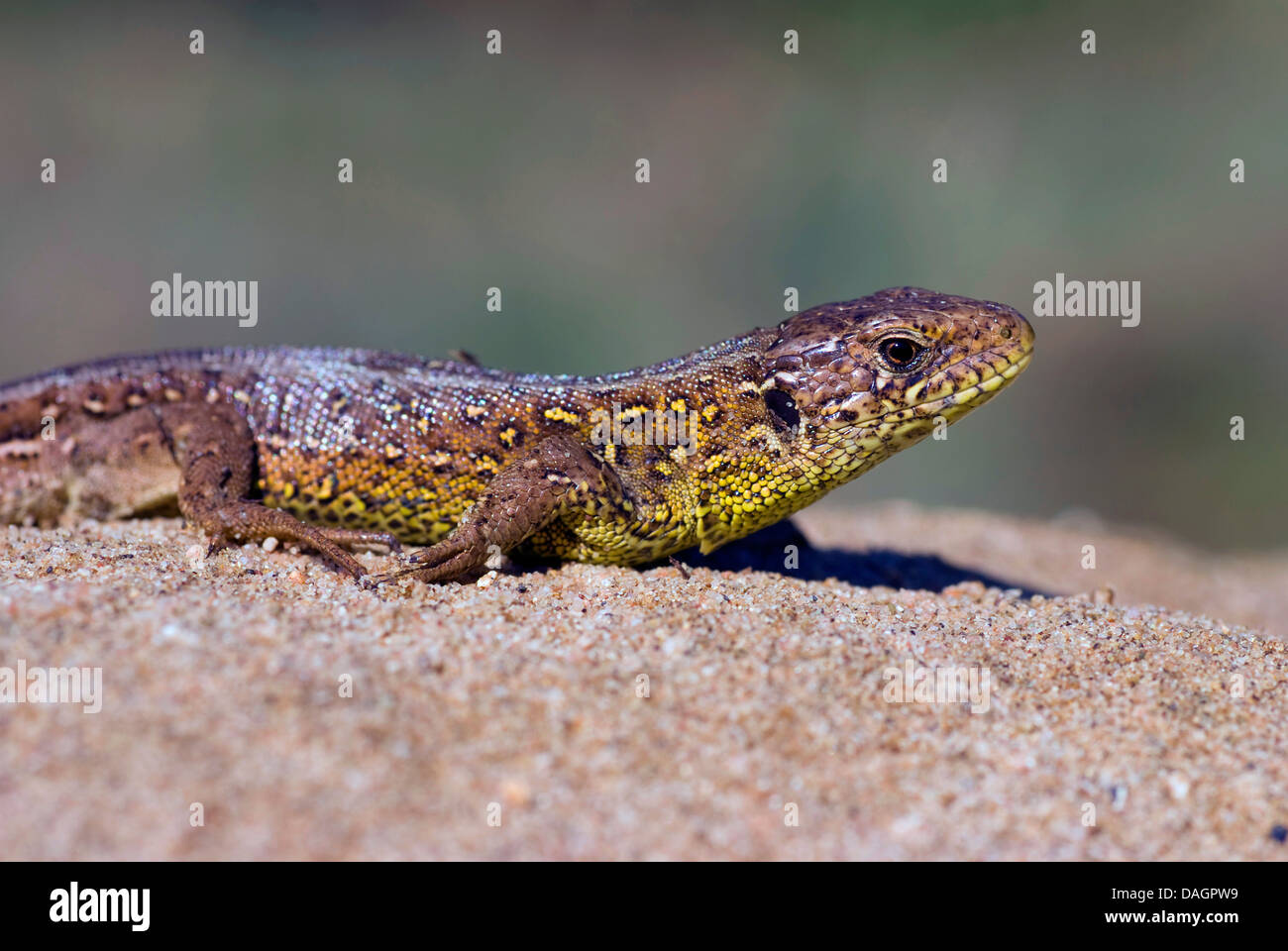 sand lizard (Lacerta agilis), walking in the sand, Germany Stock Photo ...