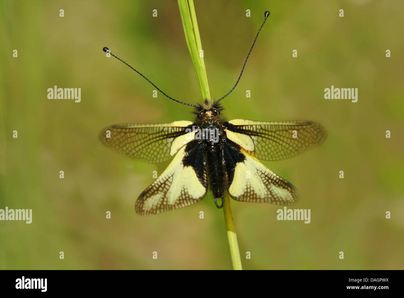 owlflies (Libelloides coccajus, Libelloides coccaius, Ascalaphus ...