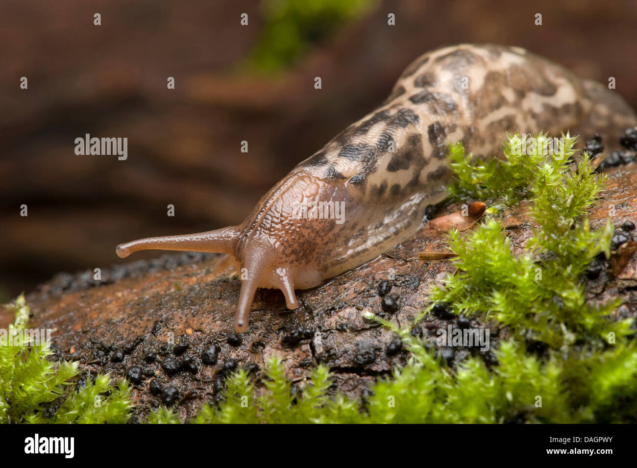 giant gardenslug, European giant gardenslug, great grey slug, spotted ...