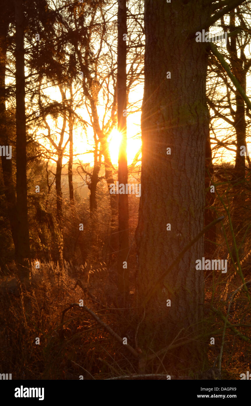 Sun setting through some trees Stock Photo - Alamy