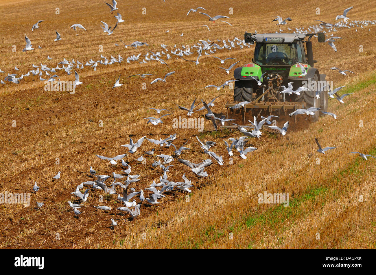 Ploughing tractor gulls hi-res stock photography and images - Alamy