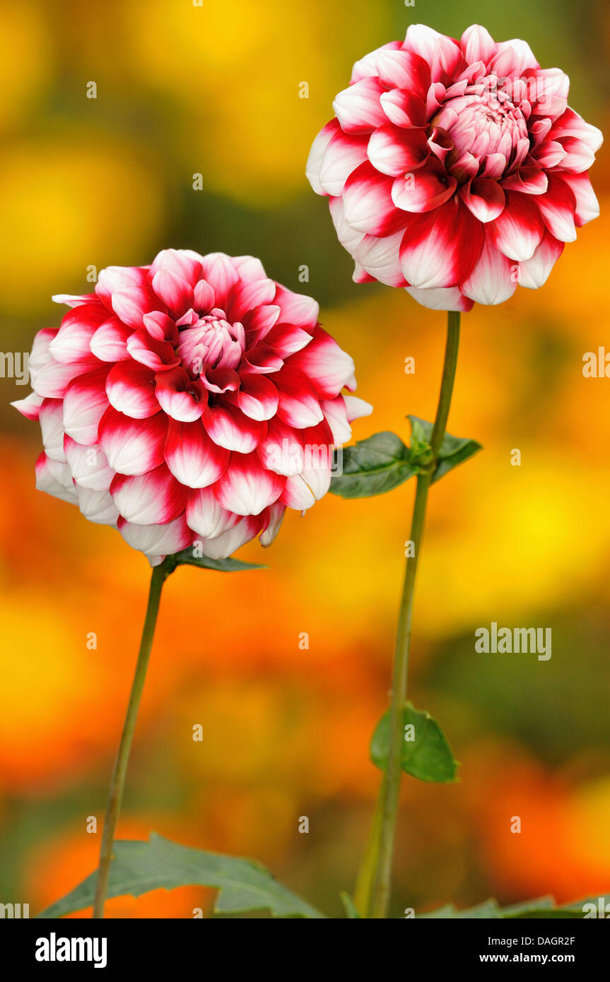 georgina (Dahlia 'Checkers', Dahlia Checkers), bicoloured flower heads ...