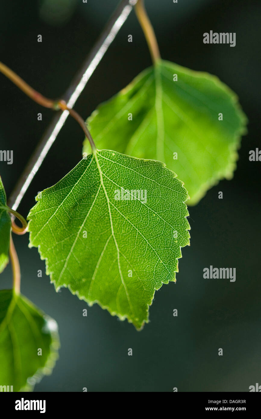 common birch, silver birch, European white birch, white birch (Betula ...