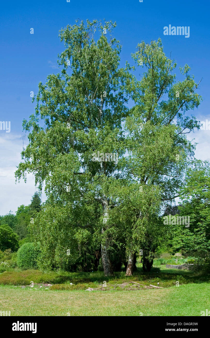 common birch, silver birch, European white birch, white birch (Betula ...