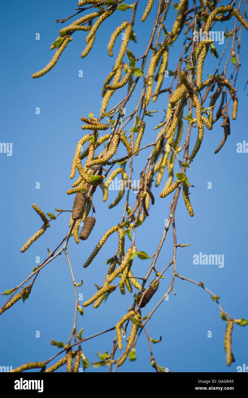 common birch, silver birch, European white birch, white birch (Betula ...