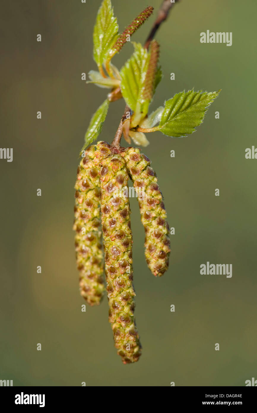 Branches of silver birch betula pendula with flower catkins hi-res ...
