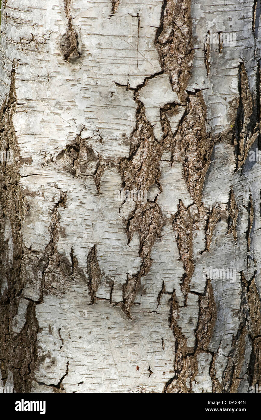 common birch, silver birch, European white birch, white birch (Betula ...