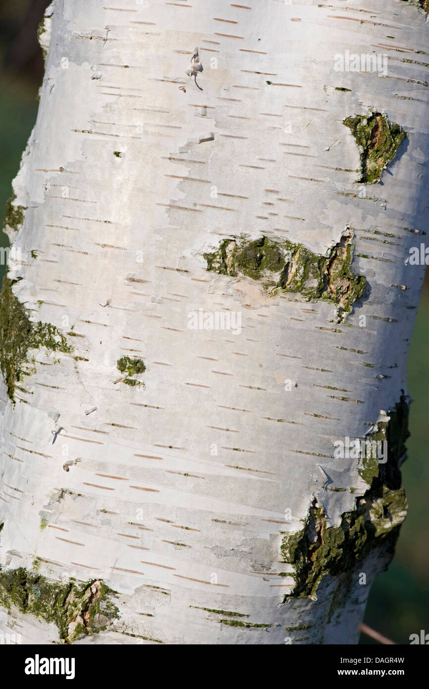 common birch, silver birch, European white birch, white birch (Betula ...
