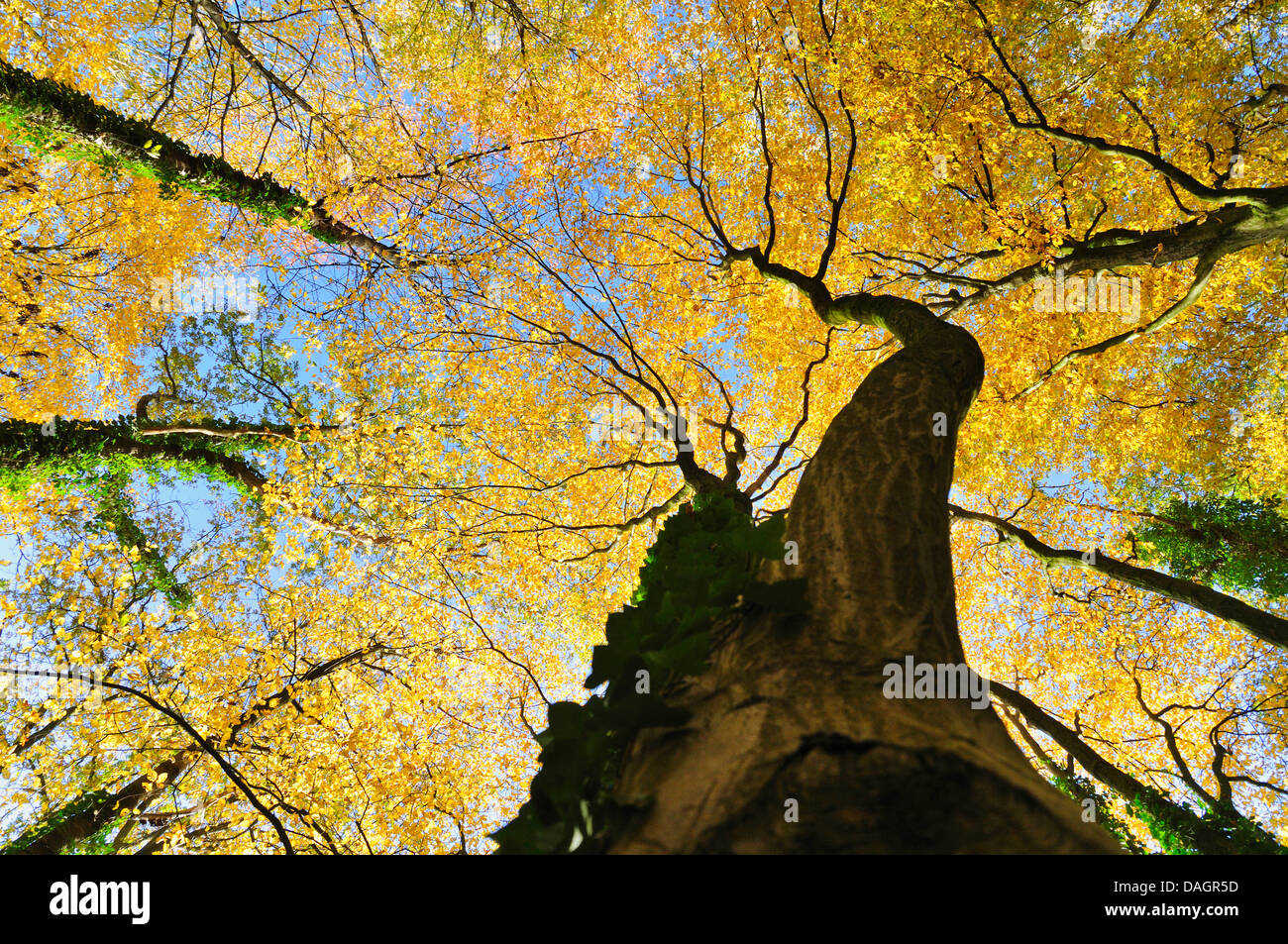 common hornbeam, European hornbeam (Carpinus betulus), view to autumnal ...