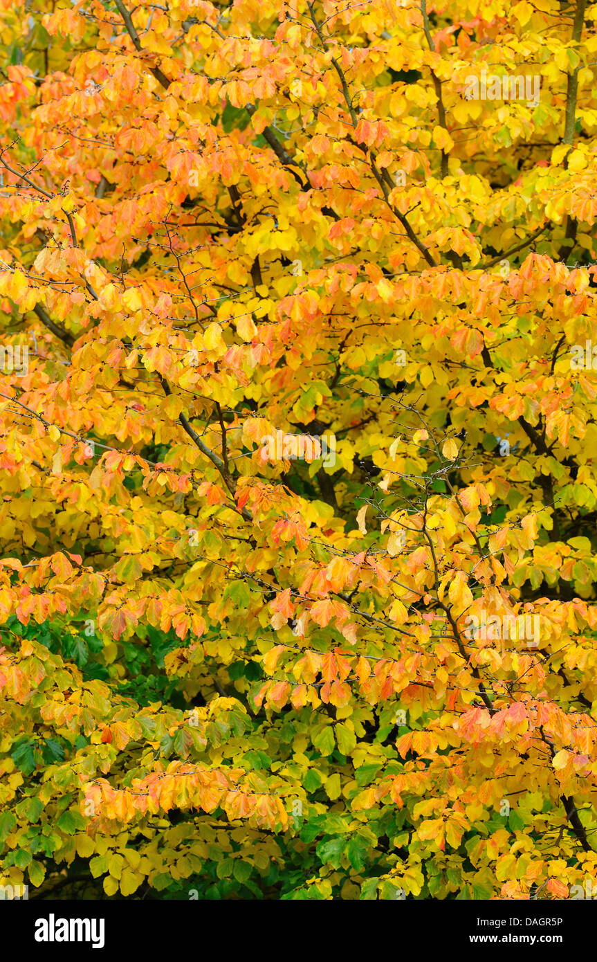 Autumn colours in german hi-res stock photography and images - Alamy