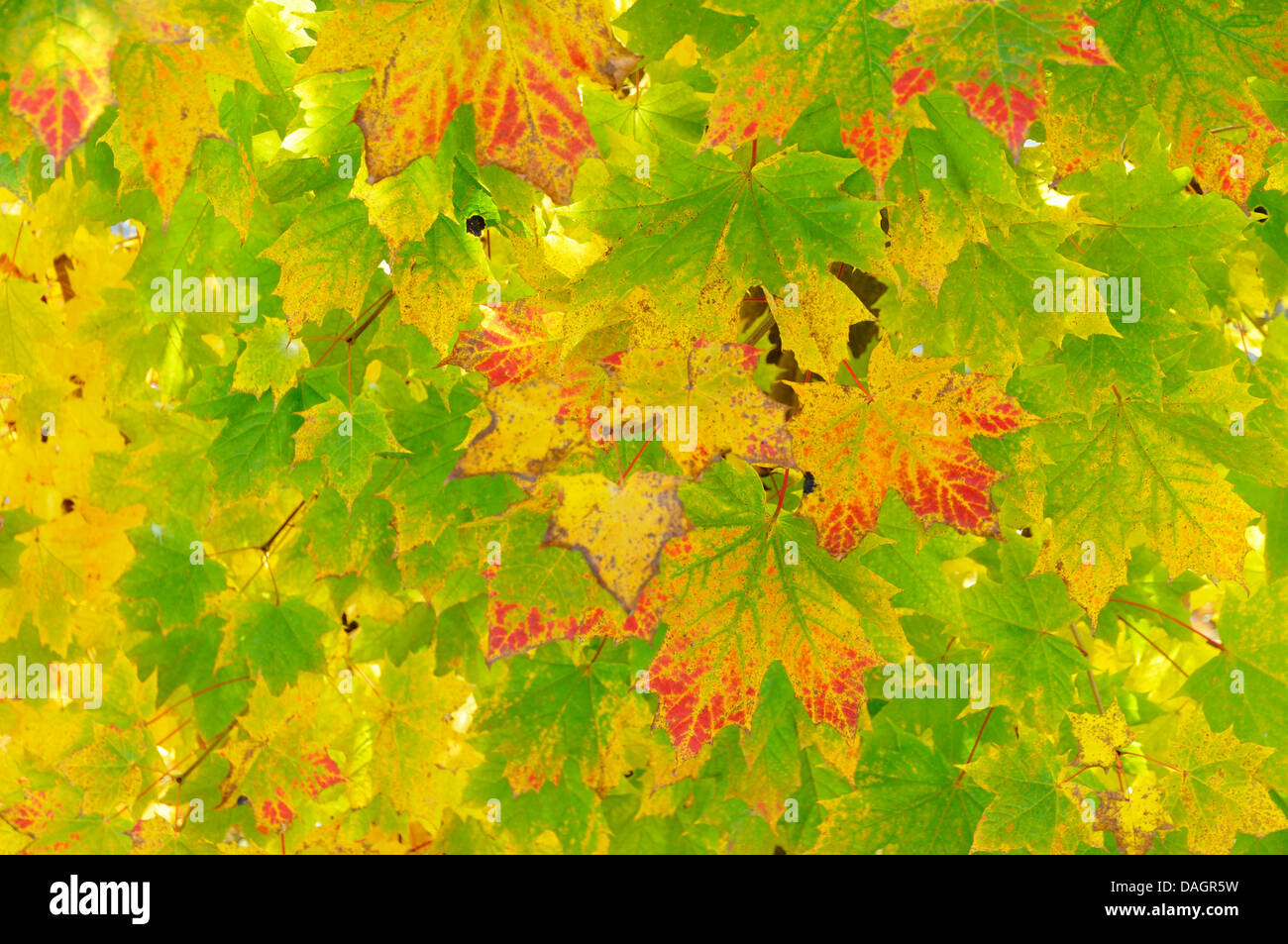Norway maple (Acer platanoides), autumn foliage, Germany Stock Photo ...