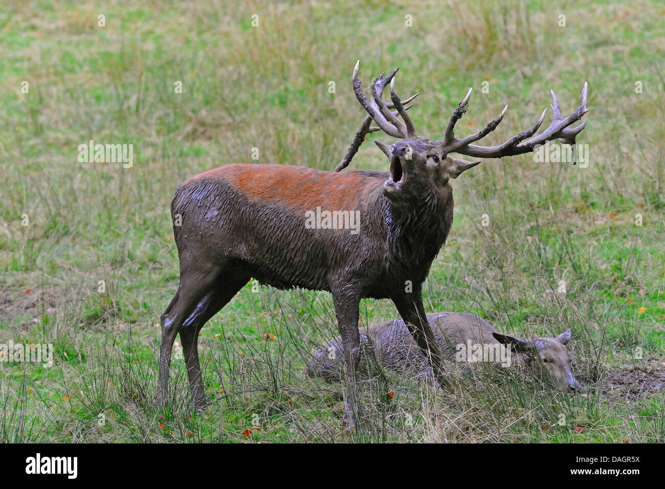 red deer (Cervus elaphus), roaring stag standing in front of a hind in ...