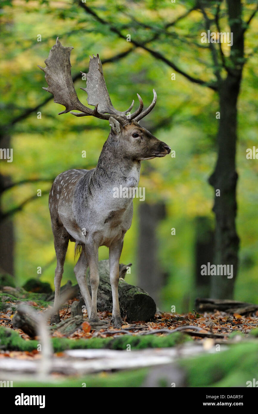 fallow deer (Dama dama, Cervus dama), standing in autumn forest ...