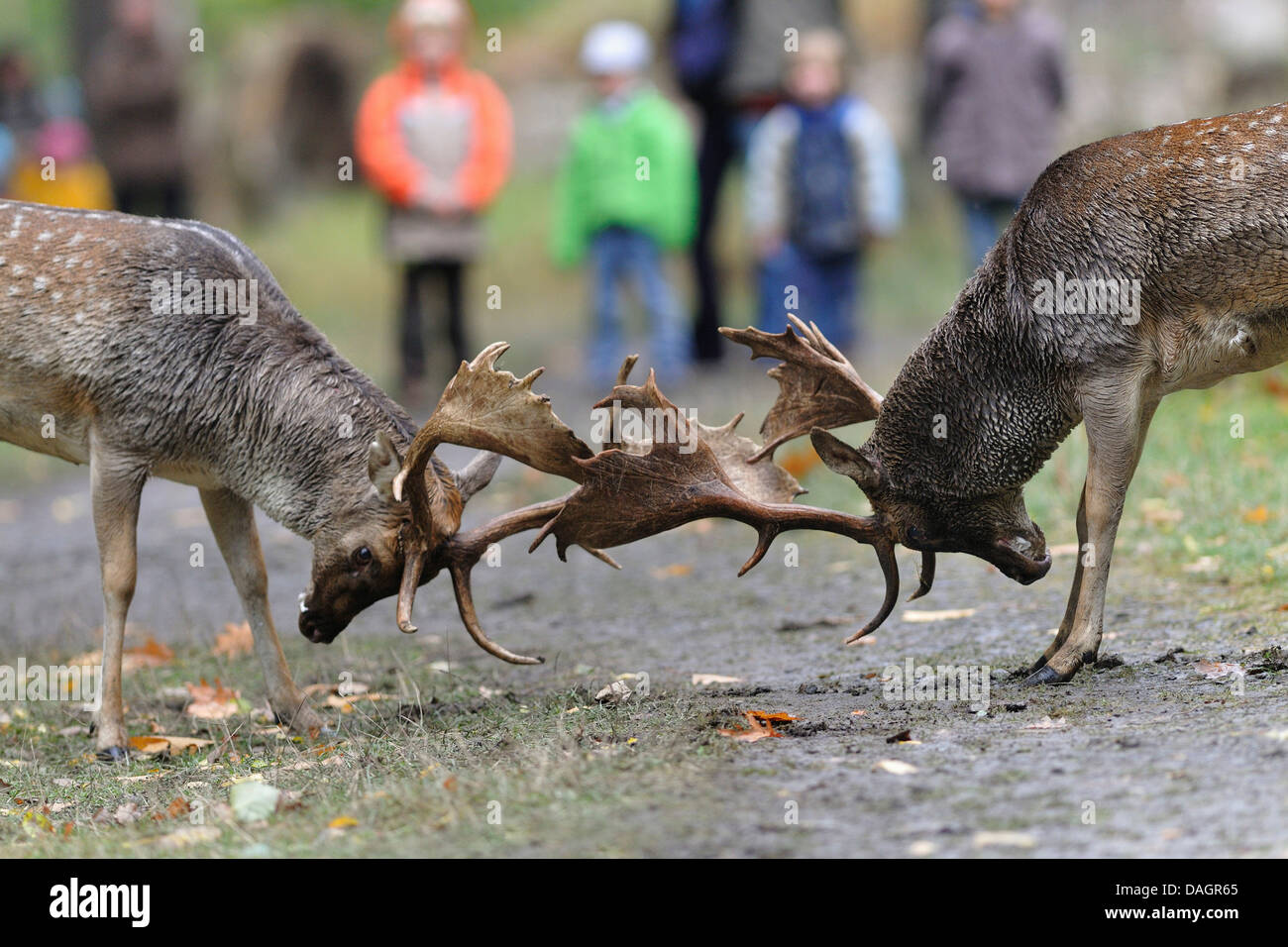 fallow deer (Dama dama, Cervus dama), two fighting stags, Germany Stock ...