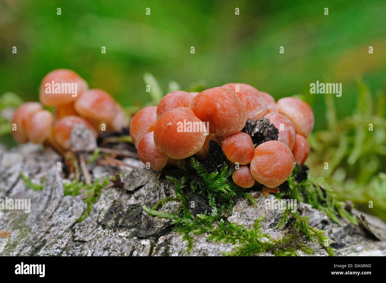 brick tuft (Hypholoma lateritium, Hypholoma sublateritium), on dead ...