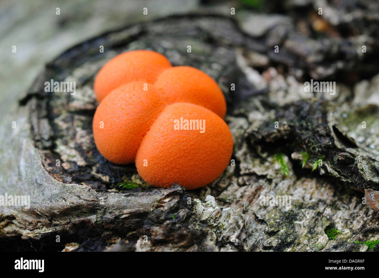 Beechwoodwart hi-res stock photography and images - Alamy