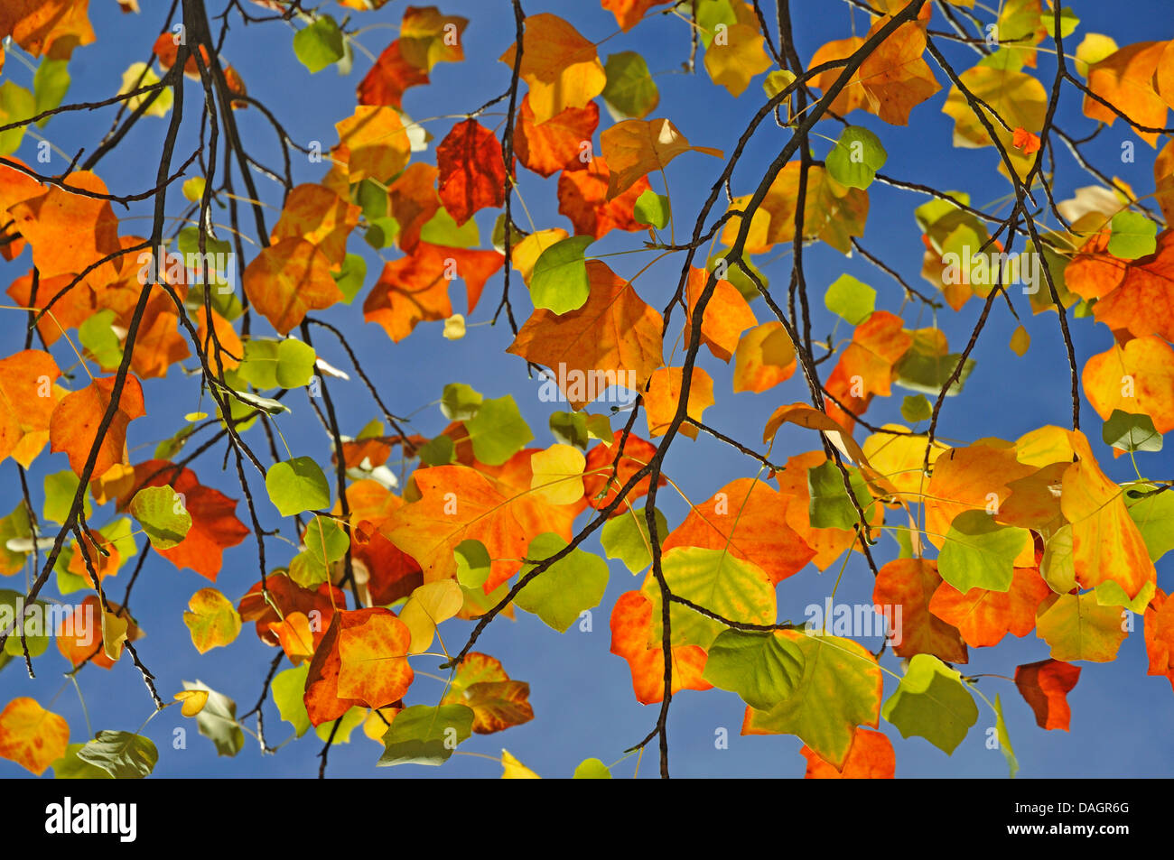 tulip tree (Liriodendron tulipifera), autumn foliage before blue sky ...