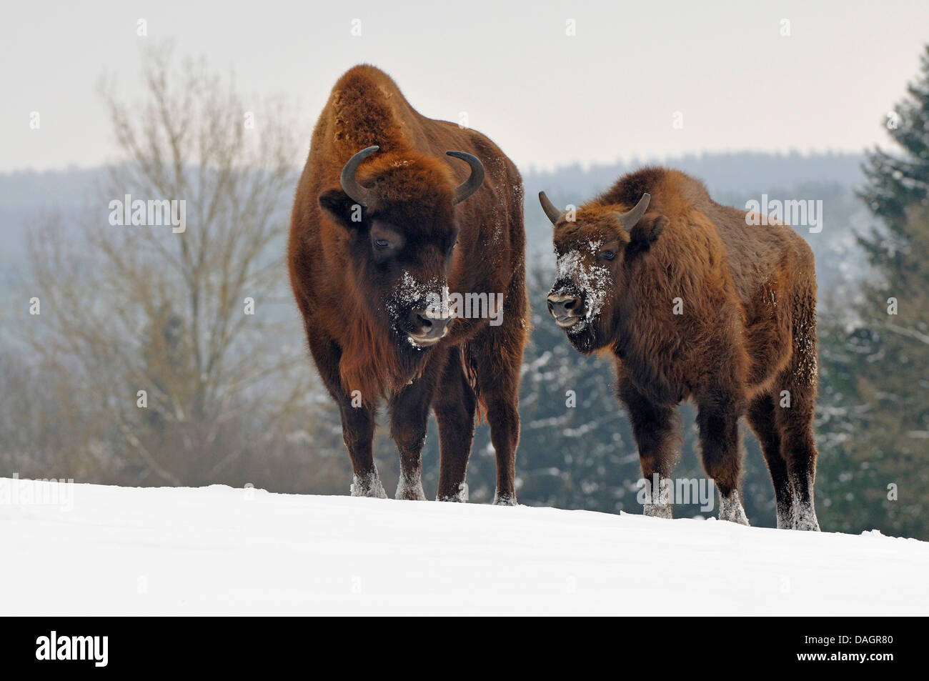 European bison, wisent (Bison bonasus), female wisent with calf ...