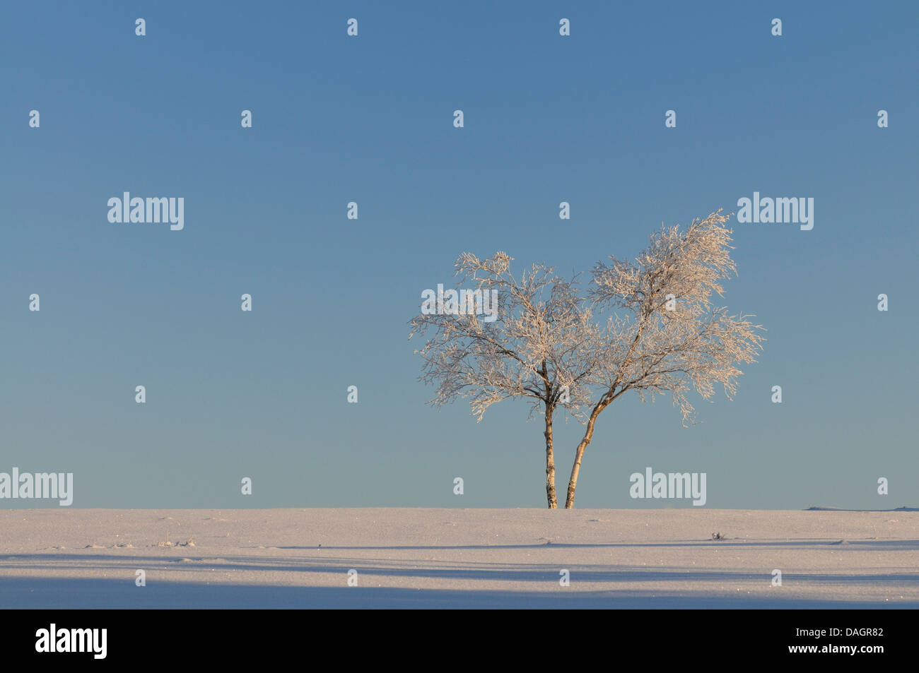 common birch, silver birch, European white birch, white birch (Betula ...