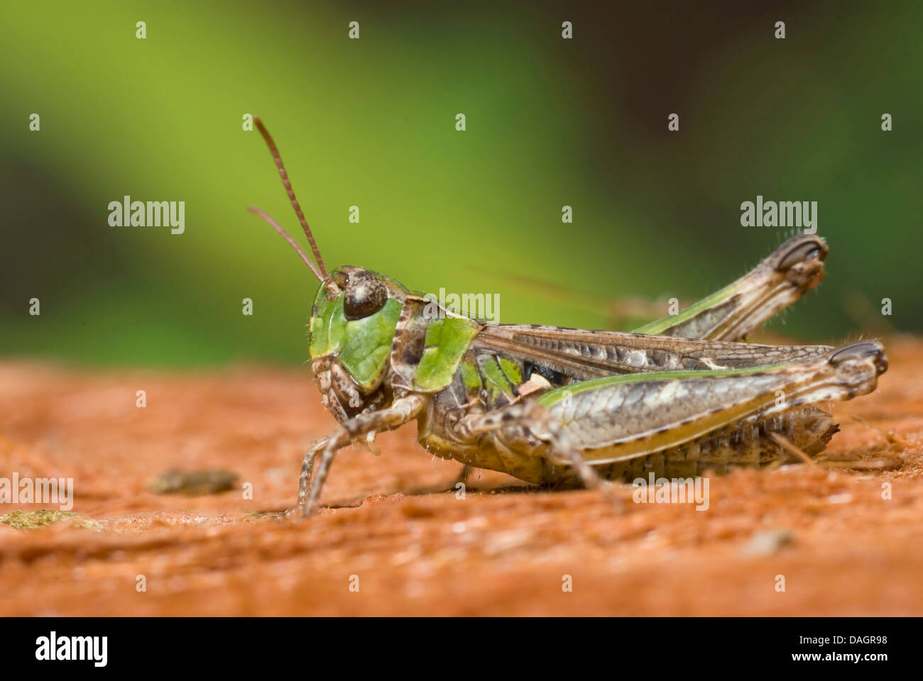 mottled grasshopper (Myrmeleotettix maculatus, Gomphocerus maculatus ...