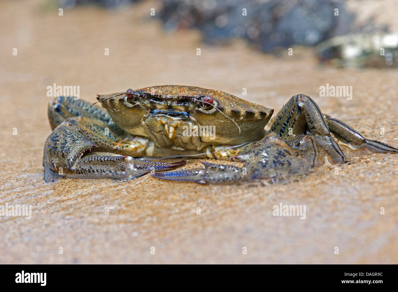 velvet swimming crab, velvet fiddler, devil crab (Necora puber ...