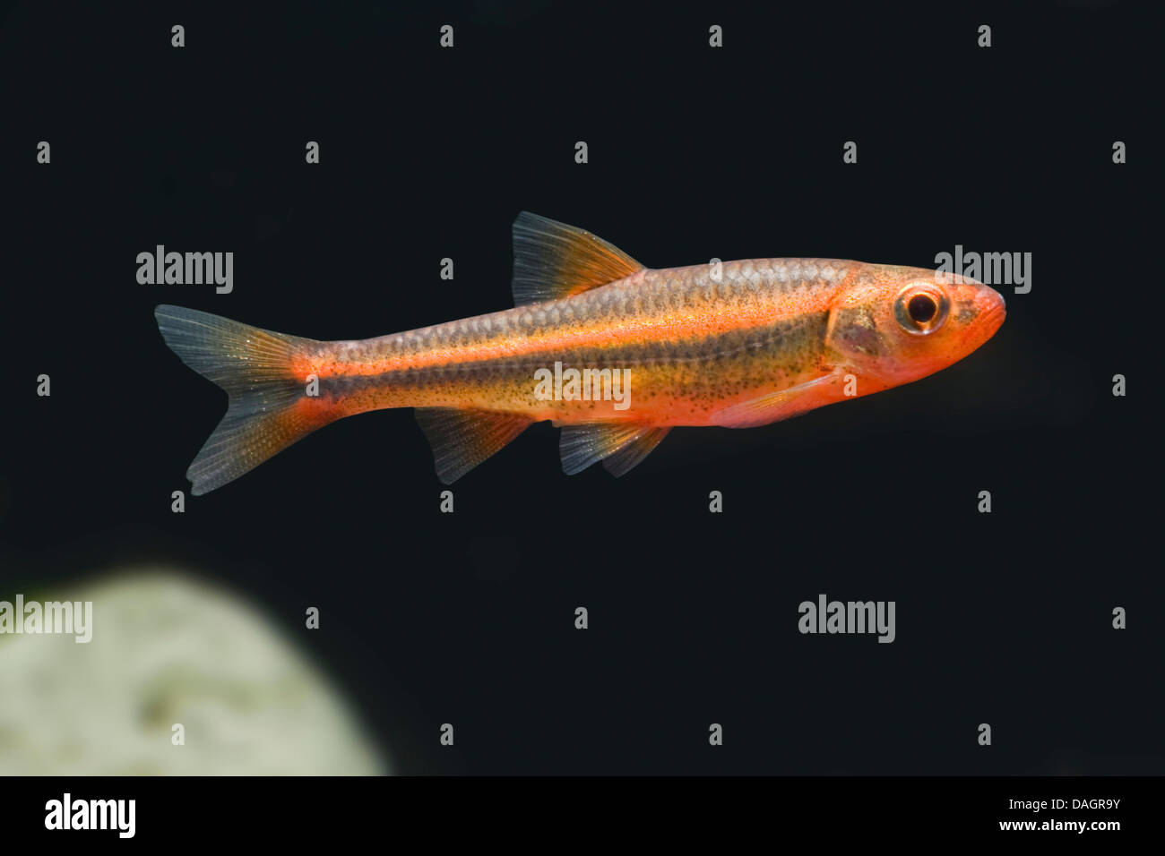 Rainbow shiner (Notropis chrosomus), swimming Stock Photo - Alamy