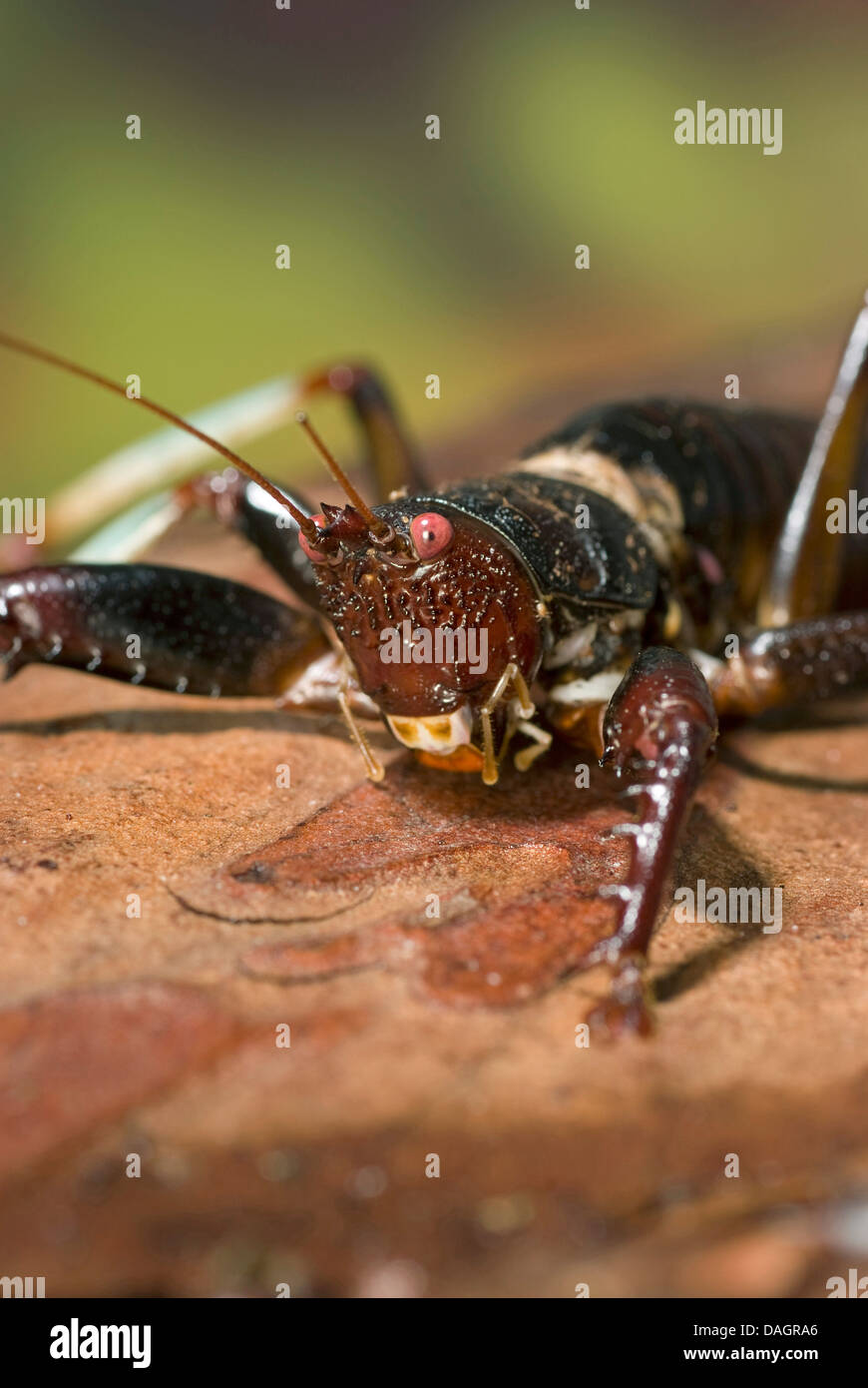 Tiger Cricket (Oncopodus conatus), portrait Stock Photo - Alamy