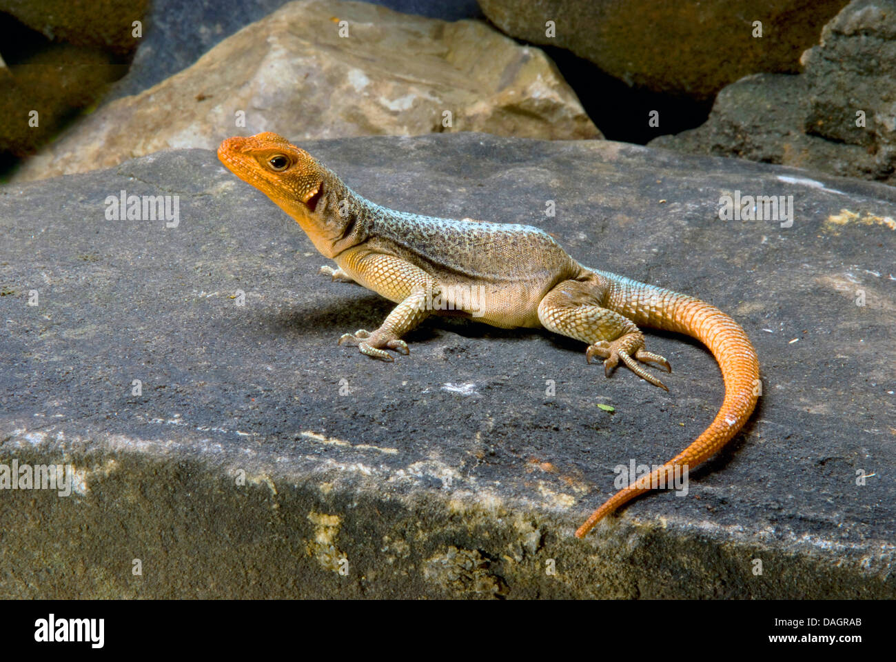 Grandidier`s Madagascar Swift (Oplurus grandidieri), on a stone Stock ...