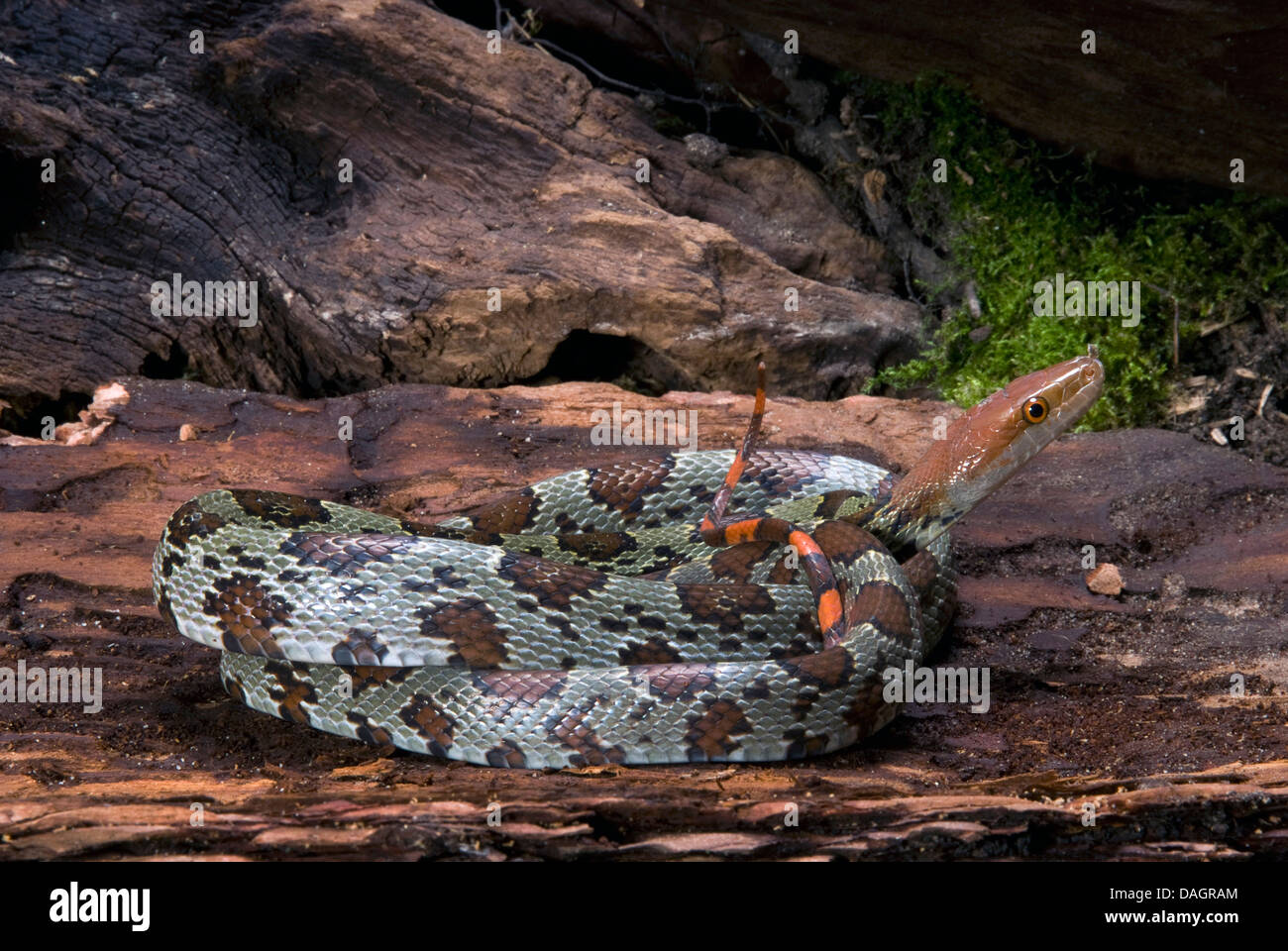 Snake flower hi-res stock photography and images - Alamy