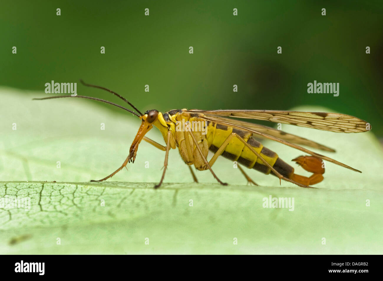 German scorpionfly (Panorpa germanica), male, Germany Stock Photo - Alamy