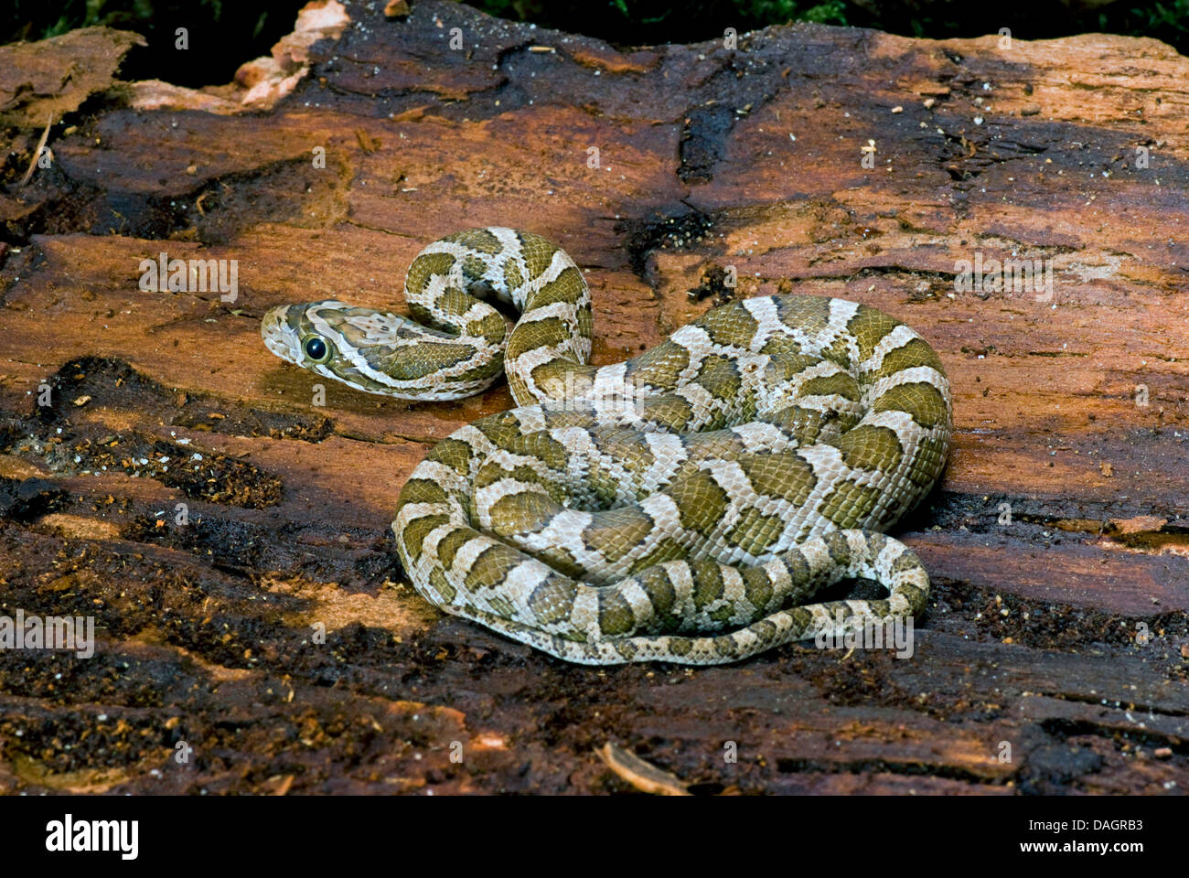 Great Plains Rat Snake (Pantherophis emoryi), rolled-up Stock Photo - Alamy