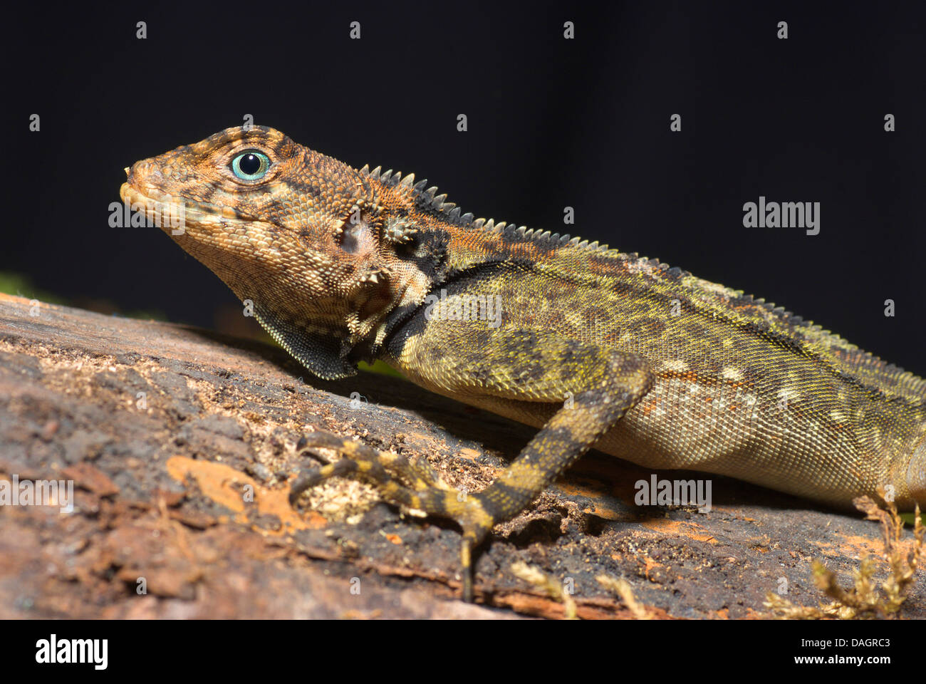 Blue-Lipped Tree Lizard, Blue-Lipped Tree Lizard, Harlequin Racerunner ...