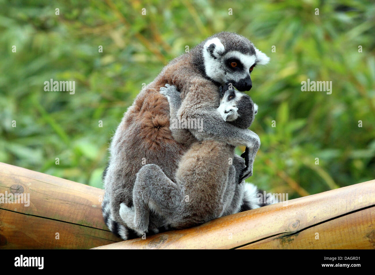 Baby ring tail lemur hi-res stock photography and images - Alamy