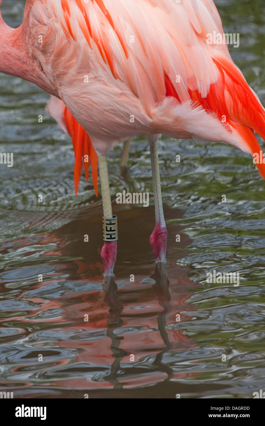 Chilean Flamingo Phoenicopterus chilensis. Showing 'ankle' or tibio ...