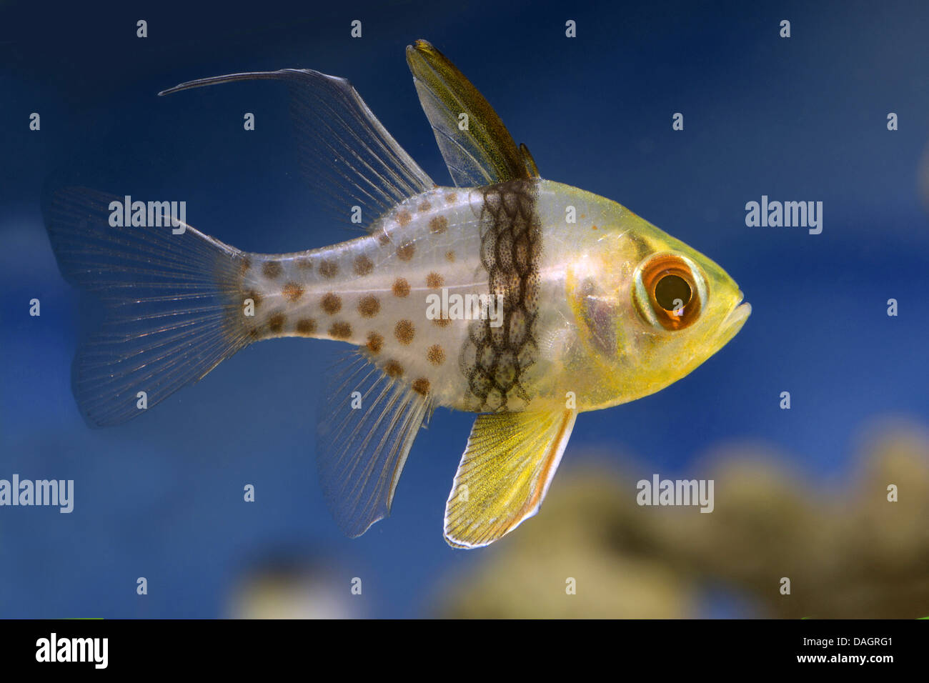 Pyjama cardinalfish (Apogon nematoptera, Apogon nematopterus ...
