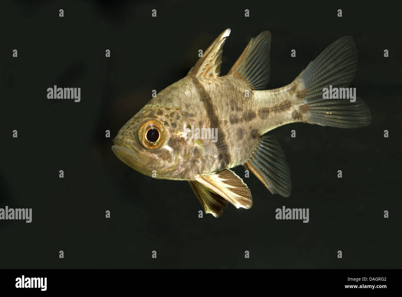 Sphaeramia orbicularis hi-res stock photography and images - Alamy
