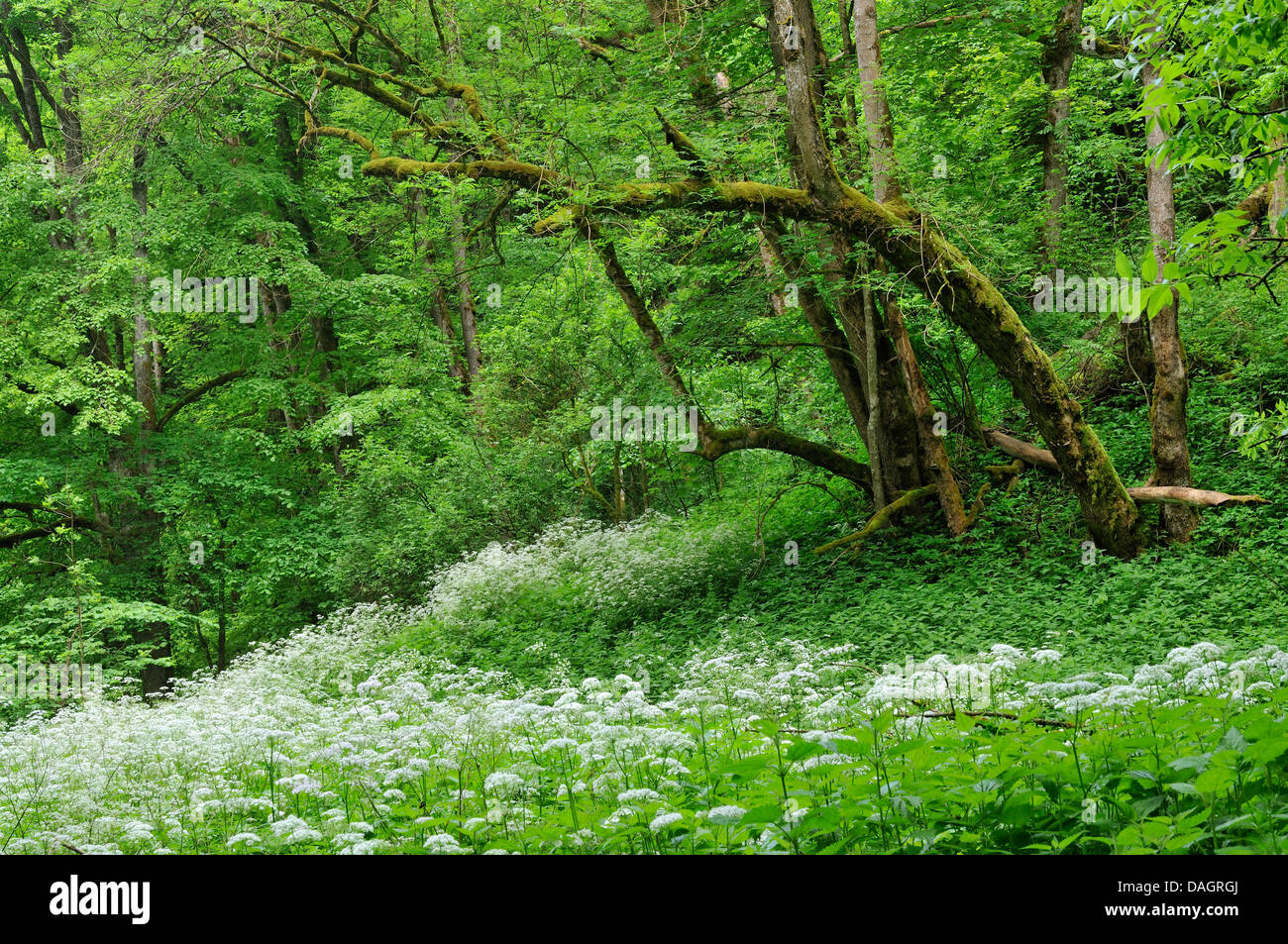 Moosy trees in ravine forest hi-res stock photography and images - Alamy