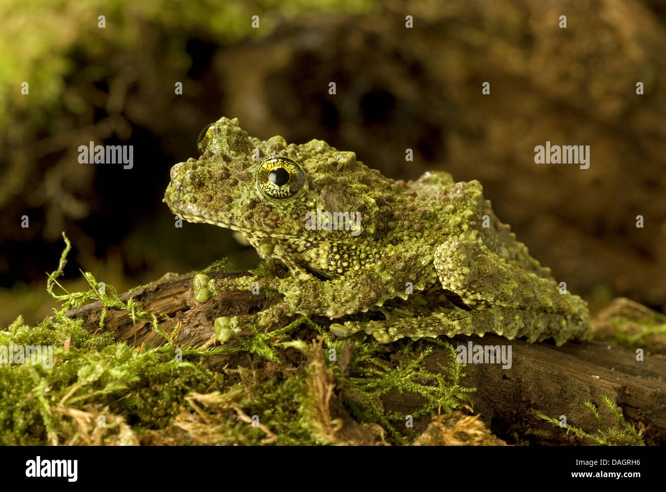 Mossy Frog, Vietnamese Mossy Frog, Tonkin Bug-eyed Frog (Theloderma ...