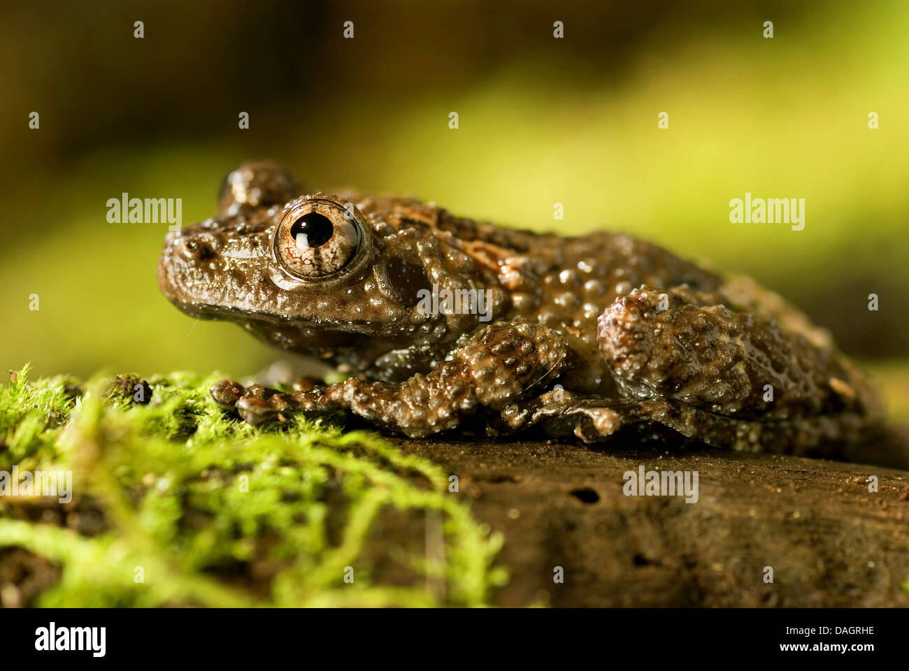 Theloderma stellatum hi-res stock photography and images - Alamy