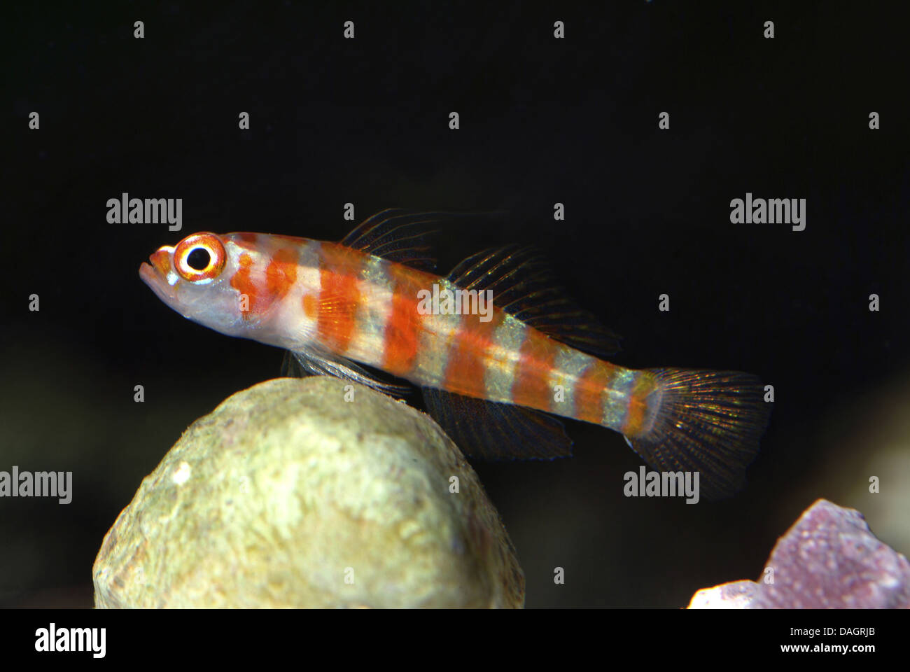 Candycane pygmy goby trimma cana hi-res stock photography and images ...