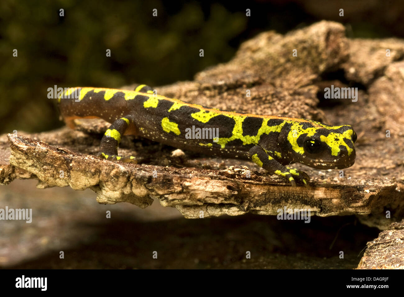 marbled newt (Triturus marmoratus), on bark Stock Photo - Alamy