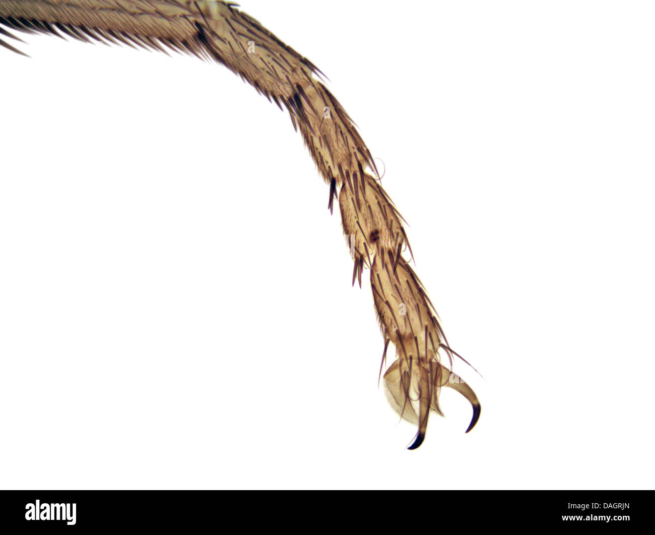 Foot Of A House Fly High Resolution Stock Photography and Images - Alamy
