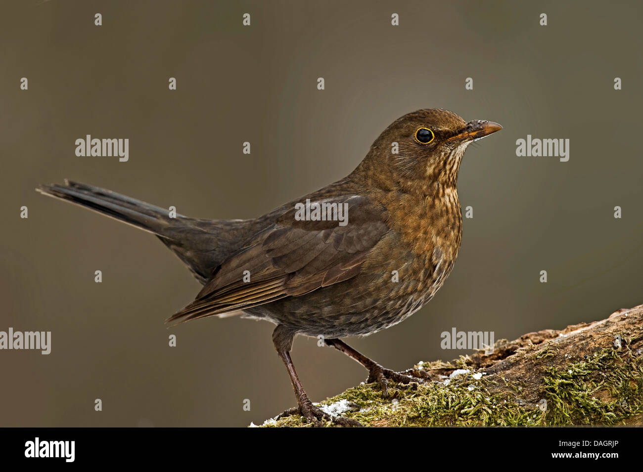 Turdus merula female close hi-res stock photography and images - Alamy