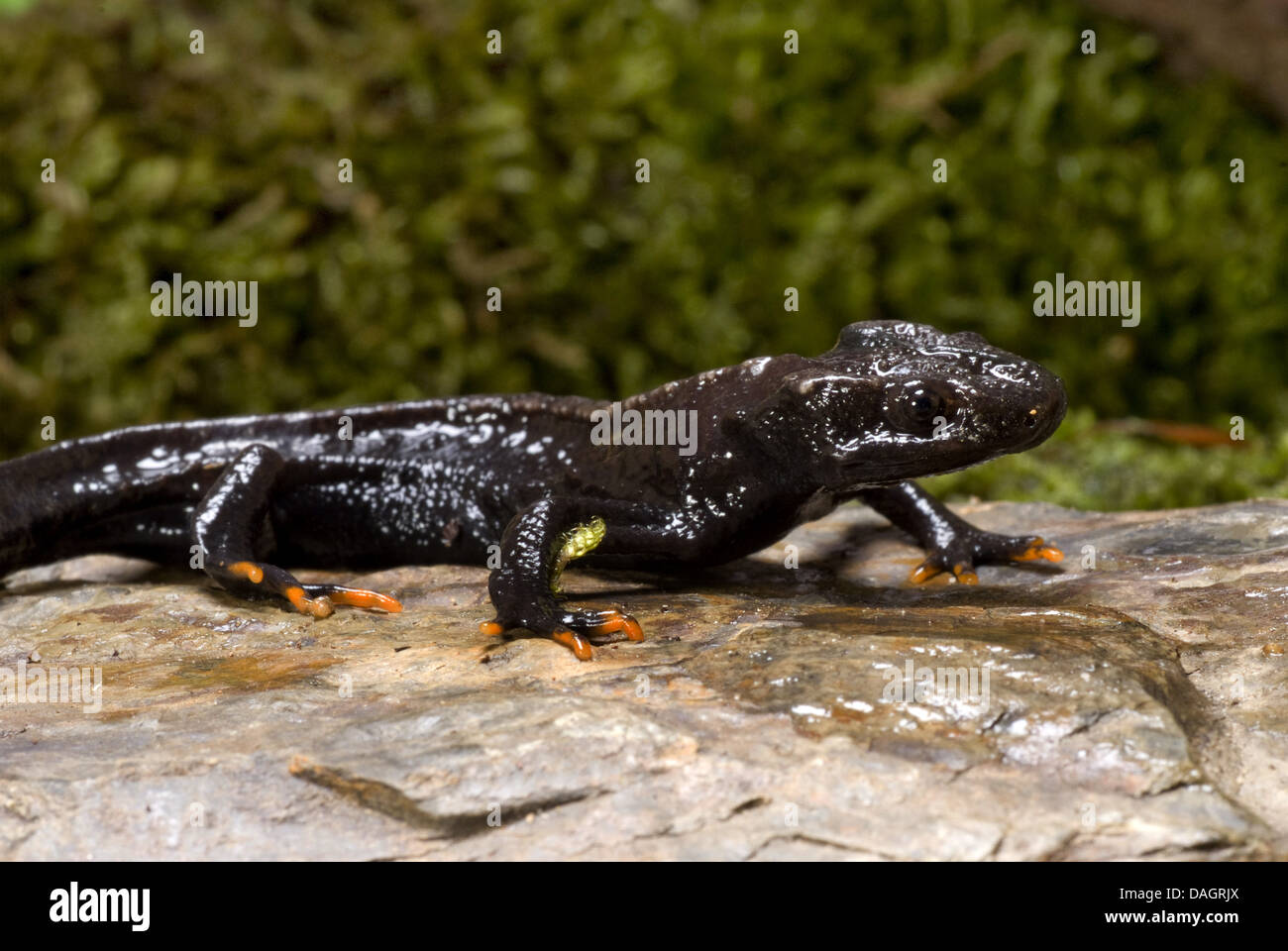 Knobby newt hi-res stock photography and images - Alamy