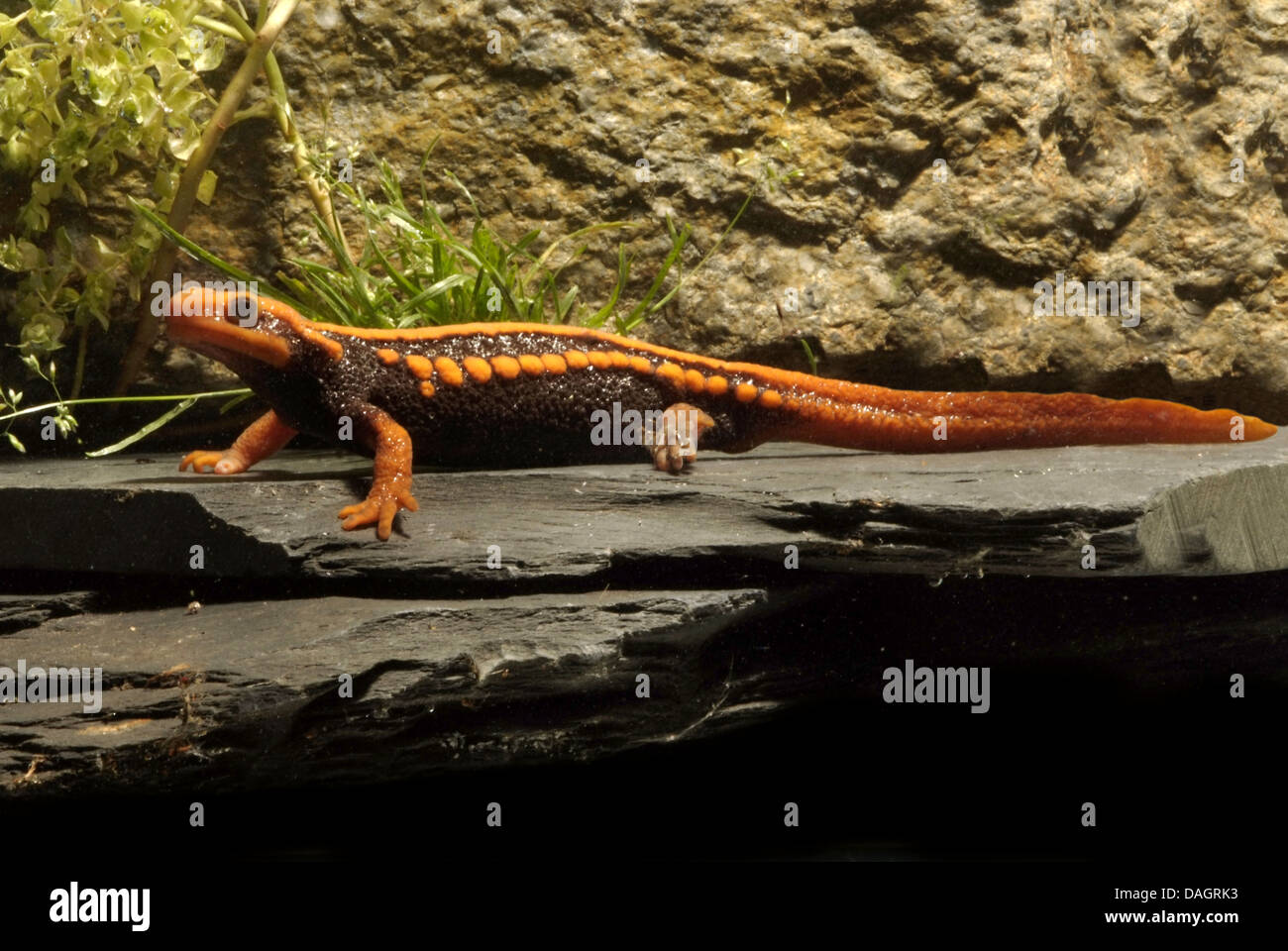 Mandarin newt hi-res stock photography and images - Alamy