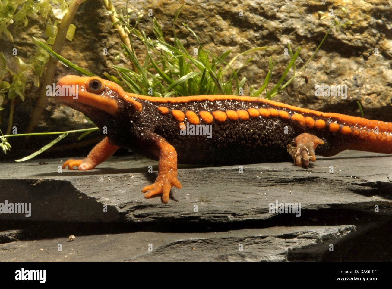 Mandarin newts hi-res stock photography and images - Alamy