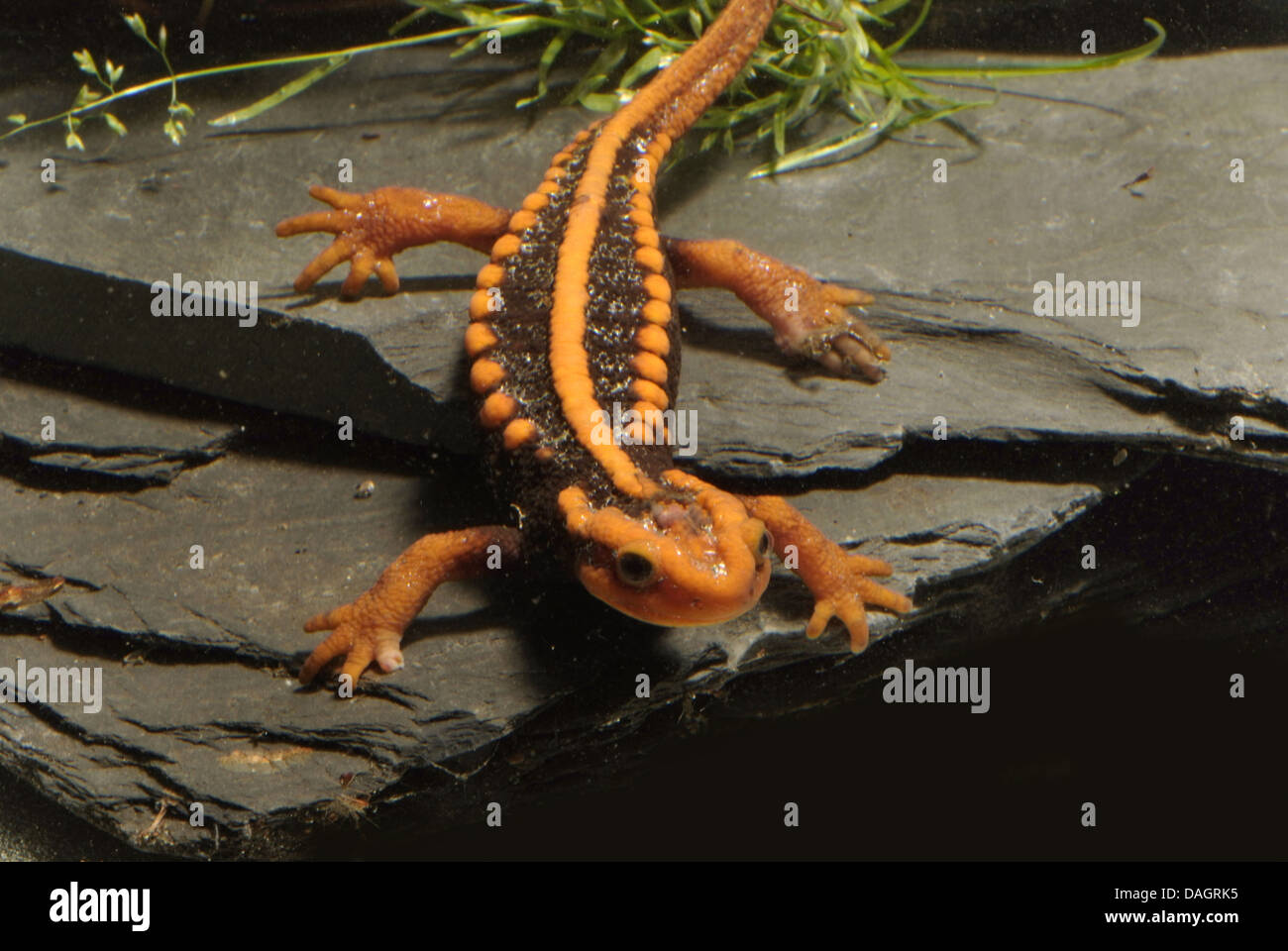 Mandarin newt hi-res stock photography and images - Alamy