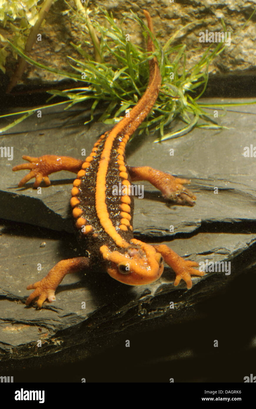 Mandarin newt hi-res stock photography and images - Alamy